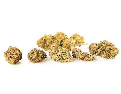 MANGO HAZE | Cannabis Italia | CBD