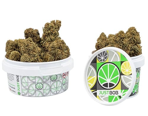 MASTER KUSH | Cannabis Legale | CBD