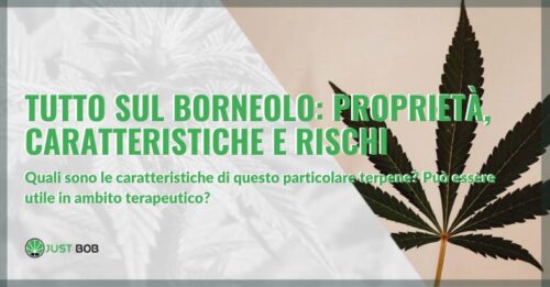 Tutto sul borneolo: le proprietà, caratteristiche e i rischi